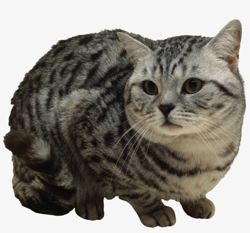 Grey Tabby Cat Clipart - Dragon Li - Free Transparent PNG Download - PNGkey