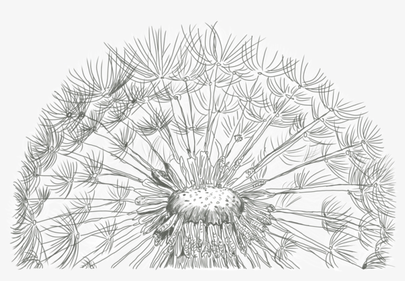 Drawn Dandelion Common Dandelion - Sketch Of Dandelion - Free ...