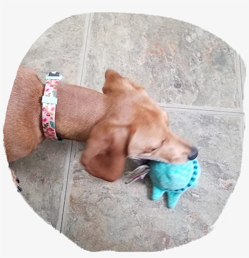 Helpful Not Helpful 0 Person Found This Helpful - Vizsla - Free ...