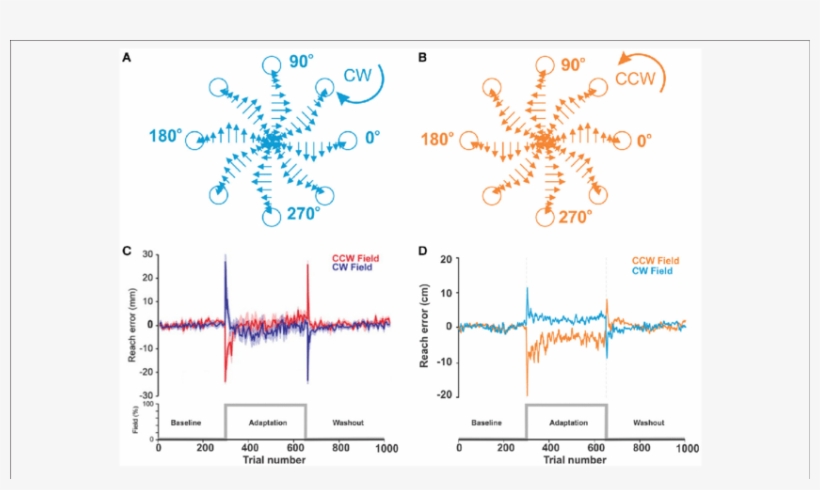 Motor Adaptation During Force Field Perturbations - Diagram - Free ...