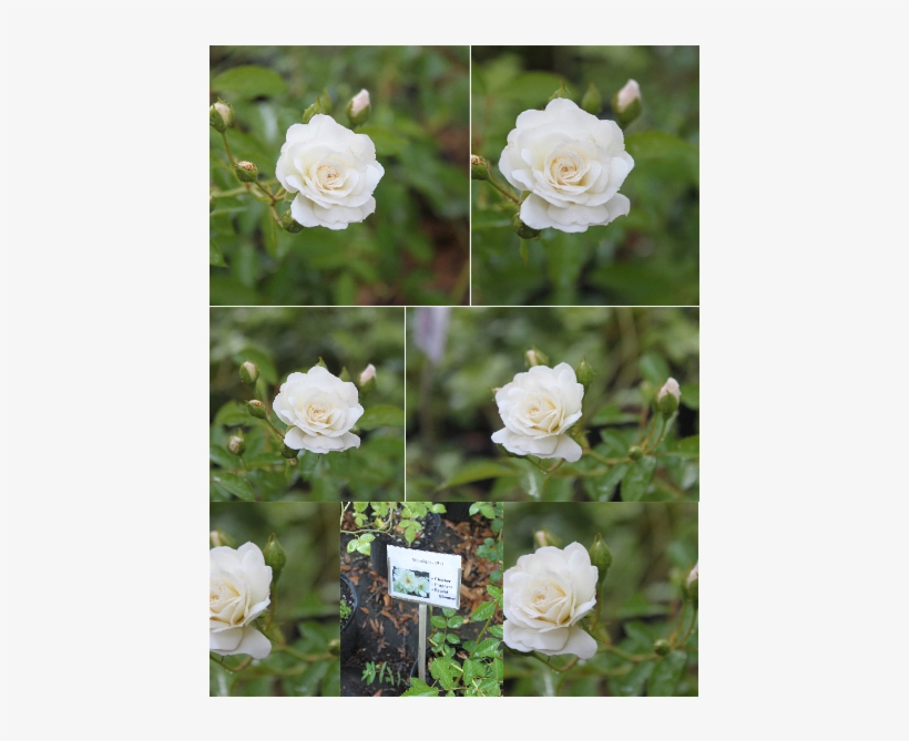 This Week Is All About Moonlight, A Hybrid Musk Introduced - Floribunda ...