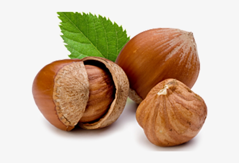 Oregon State Nut - Free Transparent PNG Download - PNGkey