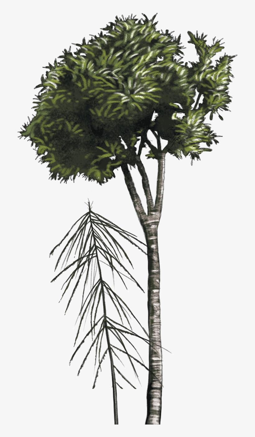 Lancewood - Nz Native Trees Png - Free Transparent PNG Download - PNGkey