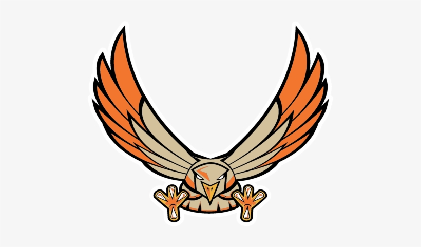 Hawk - Free Transparent PNG Download - PNGkey