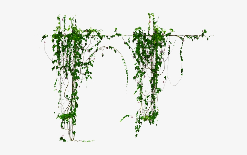 Vine Transparent Background - Vines For Renders - Free Transparent PNG ...