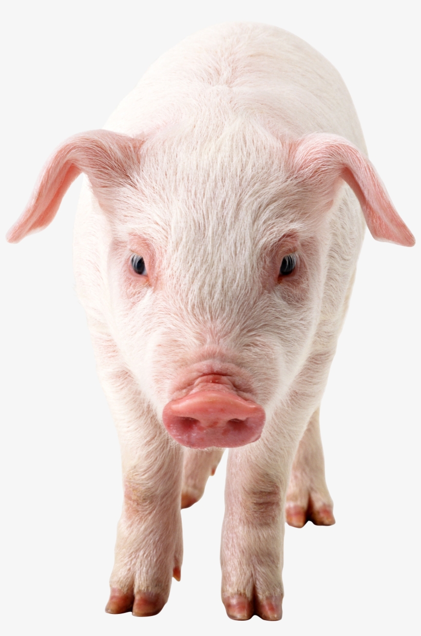 Pig Png Image - Transparent Pigs - Free Transparent PNG Download - PNGkey