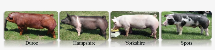 Interest Approach Engagement - Domestic Pig - Free Transparent PNG ...