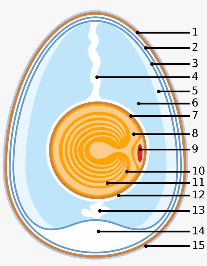 Schematic Of A Chicken Egg - Muna Ehitus - Free Transparent PNG ...