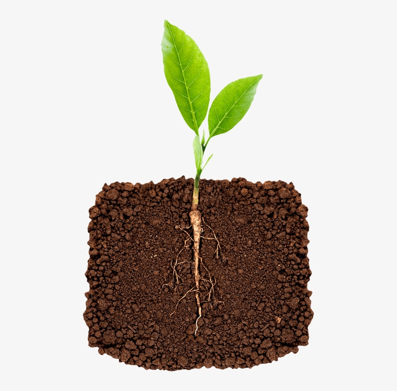 Inoculate The Soil With Essential Beneficial Microbes - Raiz ...