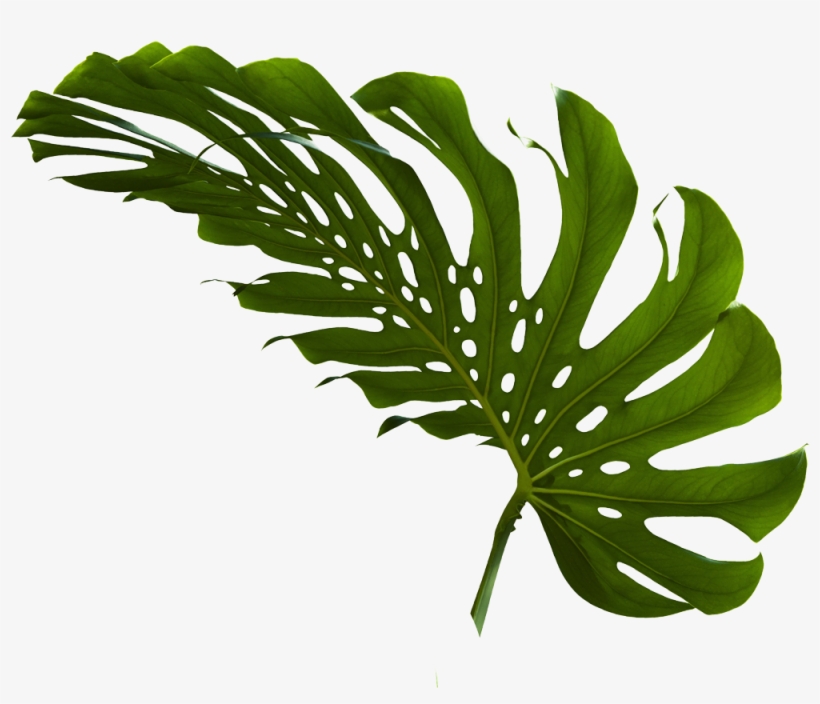 100% - Free Transparent PNG Download - PNGkey