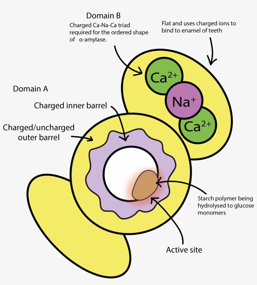 A Sketch Of The Overall Structure And Functional Units - Structure ...
