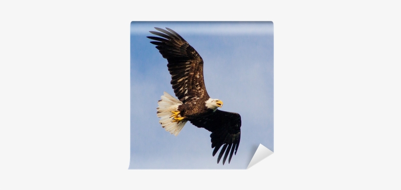 Adler Fliegt - Free Transparent PNG Download - PNGkey