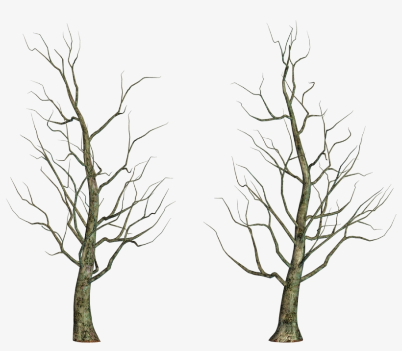 Leafless Tree Png Images - Portable Network Graphics - Free Transparent ...