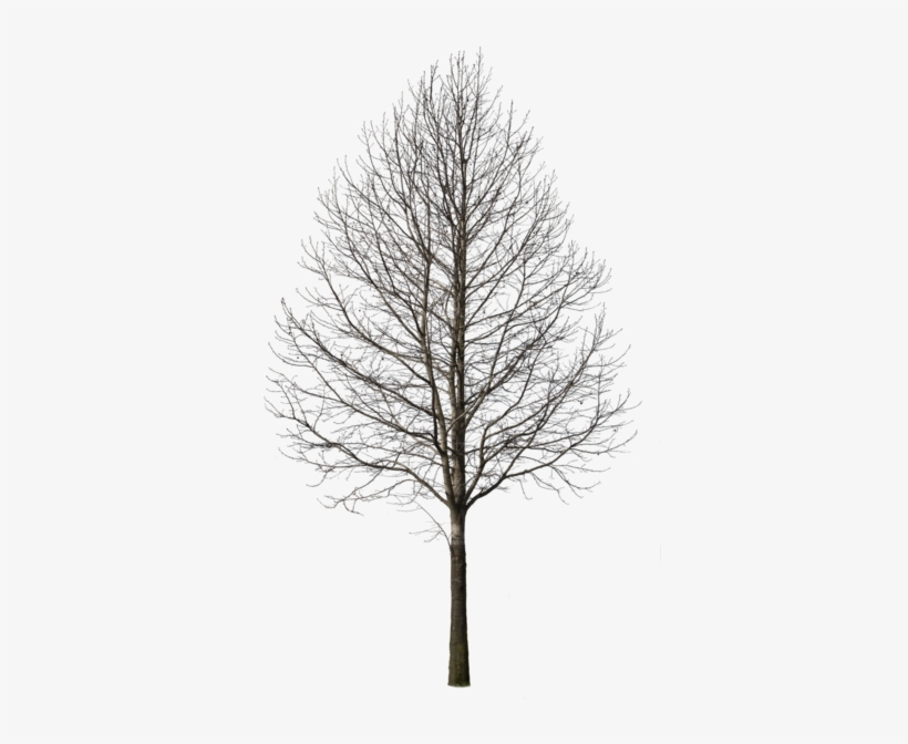 Com Tree Plan Photoshop, Photoshop Rendering, Tree - Deciduous Tree ...