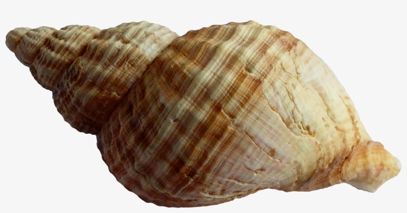 Shell Png - Free Transparent PNG Download - PNGkey