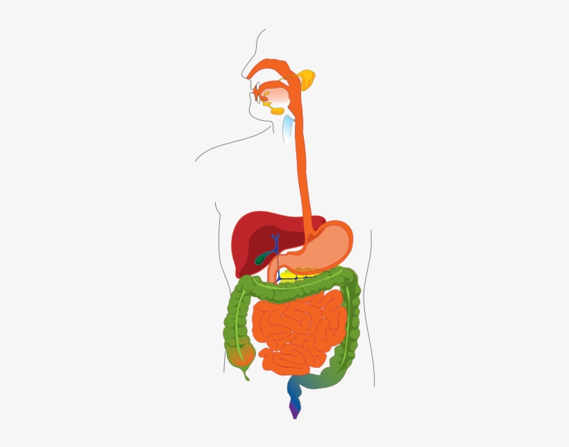 Digestive System Without Names - Free Transparent PNG Download - PNGkey