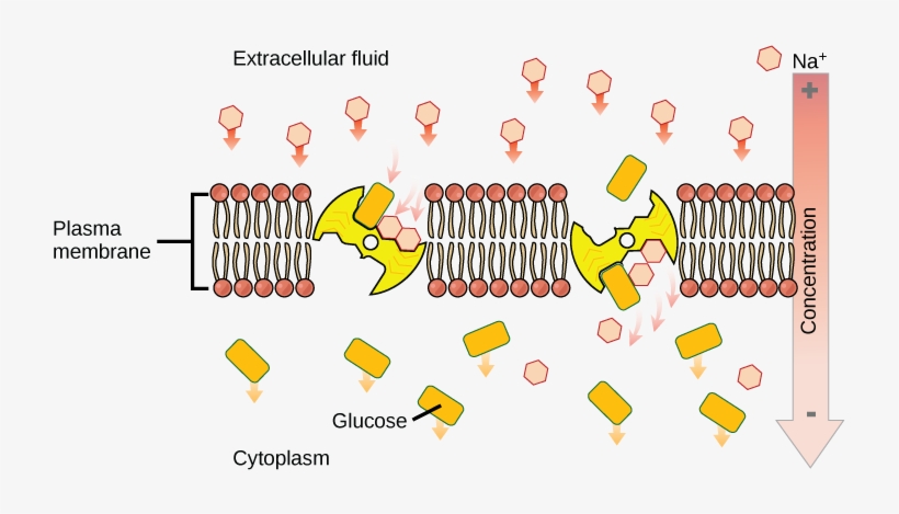 Fig 1 Sodium Moves Down Its Concentration Gradient, - Secondary Active ...