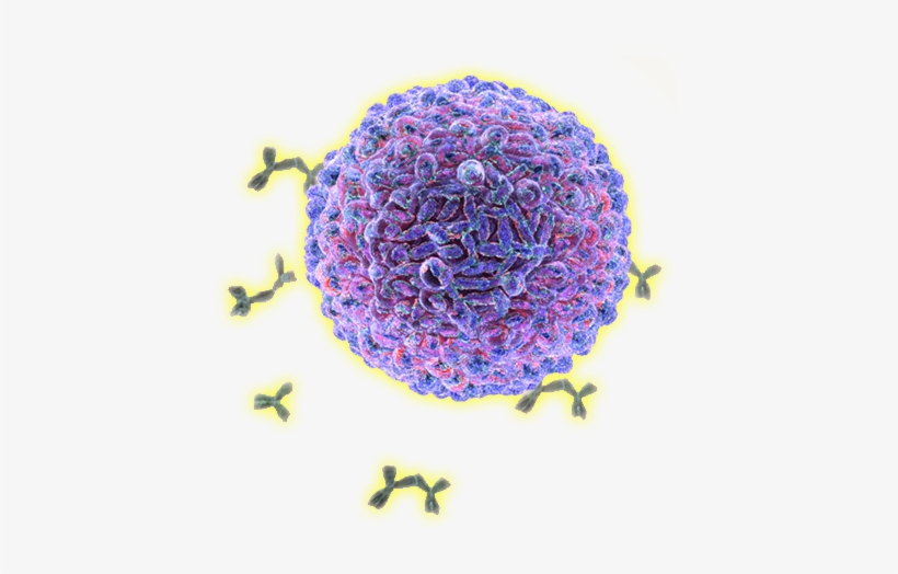 Immune Cells - Free Transparent PNG Download - PNGkey