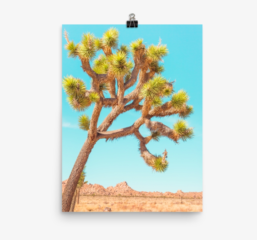 Joshua Tree & Turquoise Skies Print - Painting - Free Transparent PNG ...
