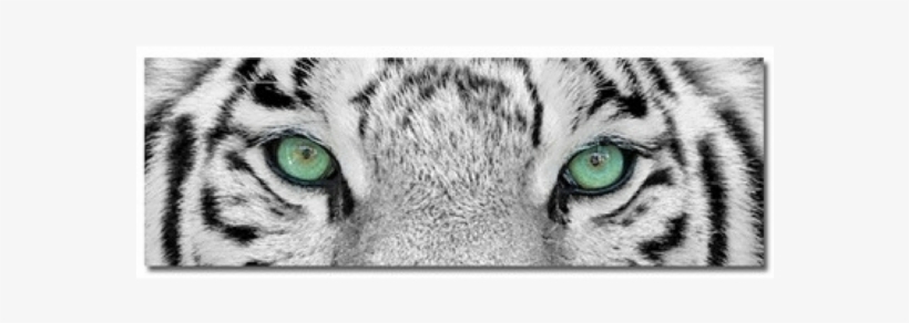Tiger Eyes - Weißer Tiger - Free Transparent PNG Download - PNGkey