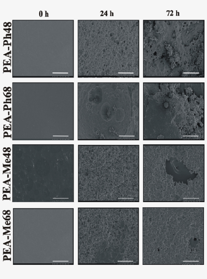Sem Images Of Pea Films Following 72 H Of Incubation - Floor - Free ...