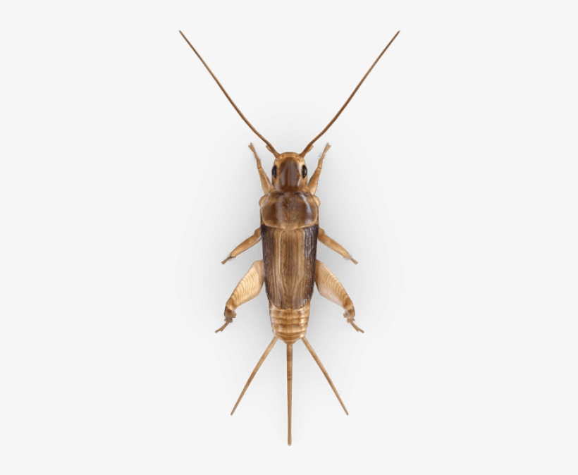 Cricket Insect Png - Cricket - Free Transparent PNG Download - PNGkey