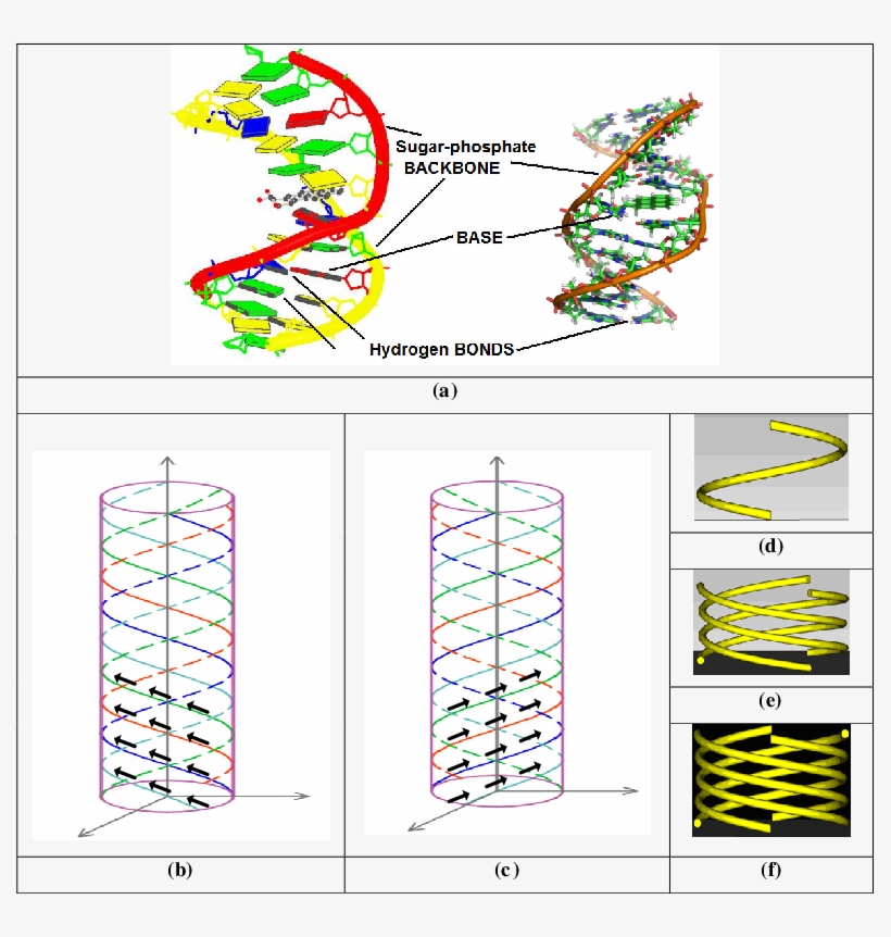 Dna Structure [8], (b) Right-handed And - Dna - Free Transparent PNG ...