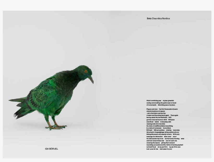 2/8 - Phasianidae - Free Transparent PNG Download - PNGkey