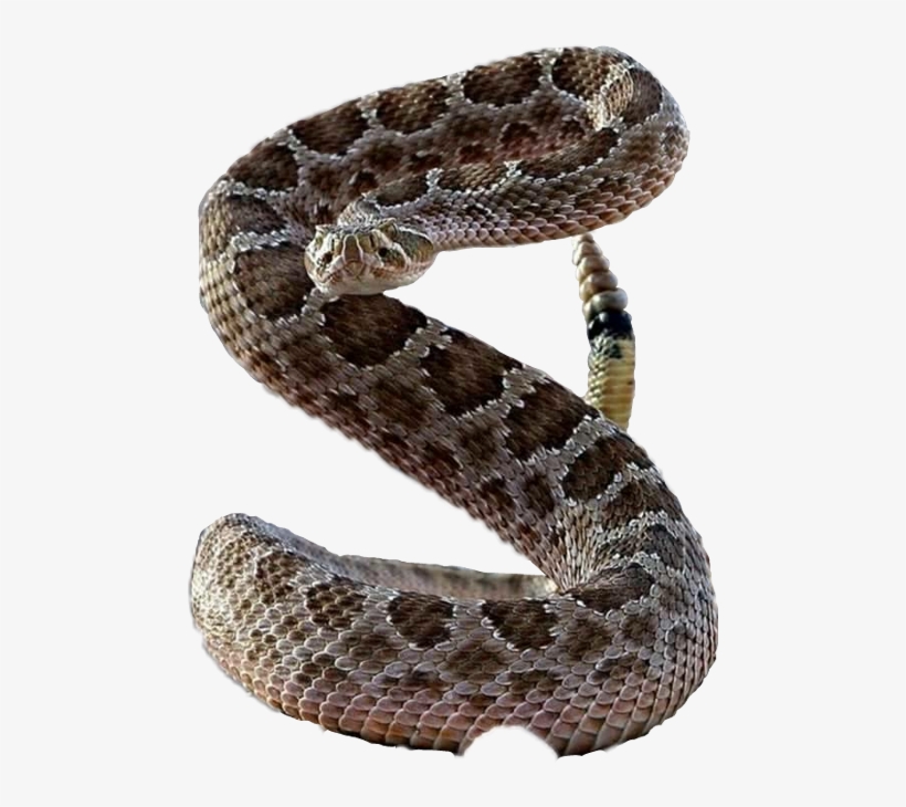 Sidewinder Snake Standing Up - Free Transparent PNG Download - PNGkey