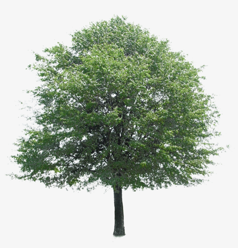 Free Download Of Tree Icon Clipart - Tree Entourage - Free Transparent ...