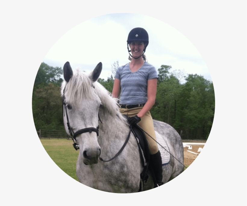 Stallion - Free Transparent PNG Download - PNGkey