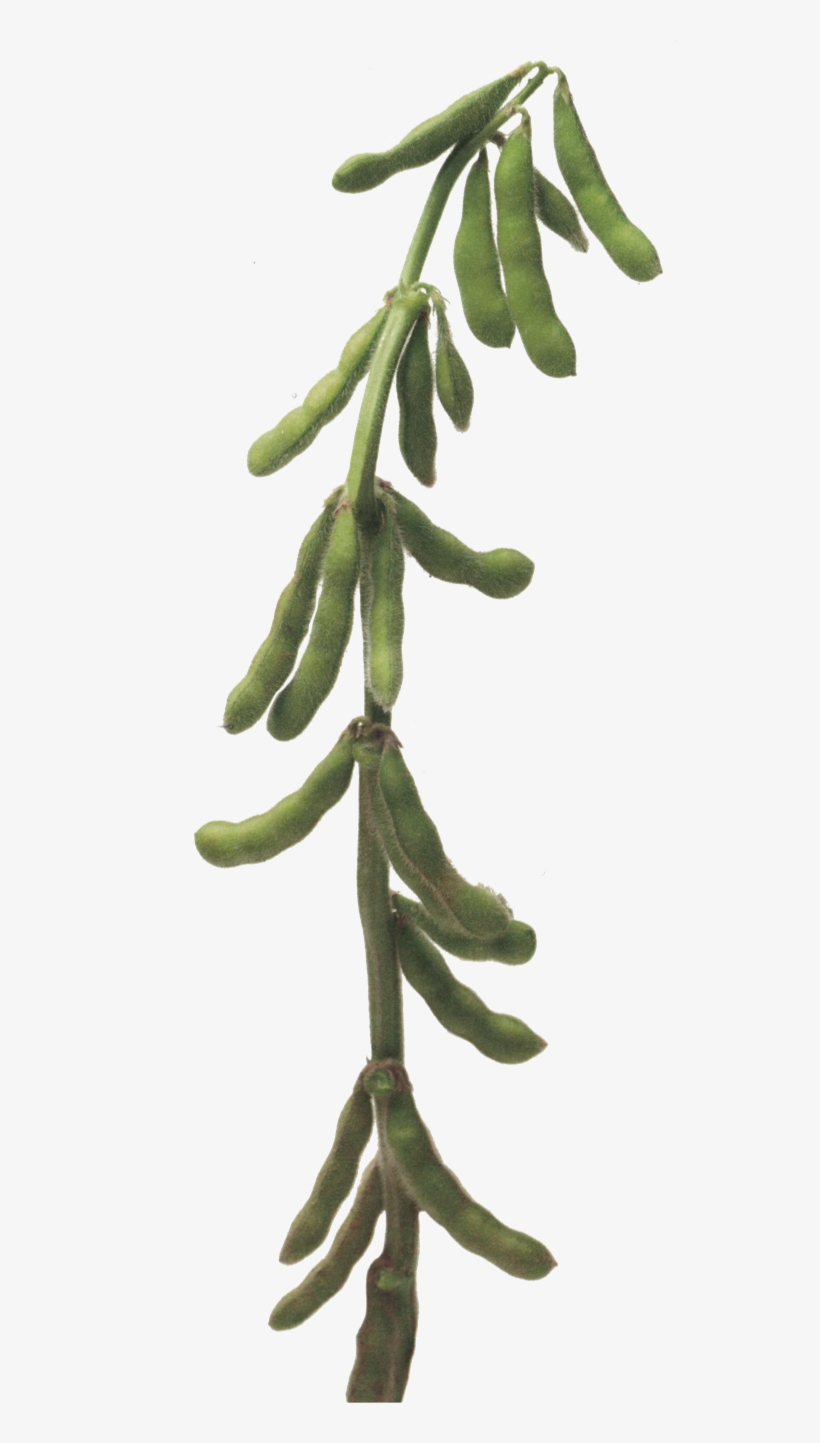 535 X 1363 1 - Cercidium Microphyllum - Free Transparent PNG Download ...