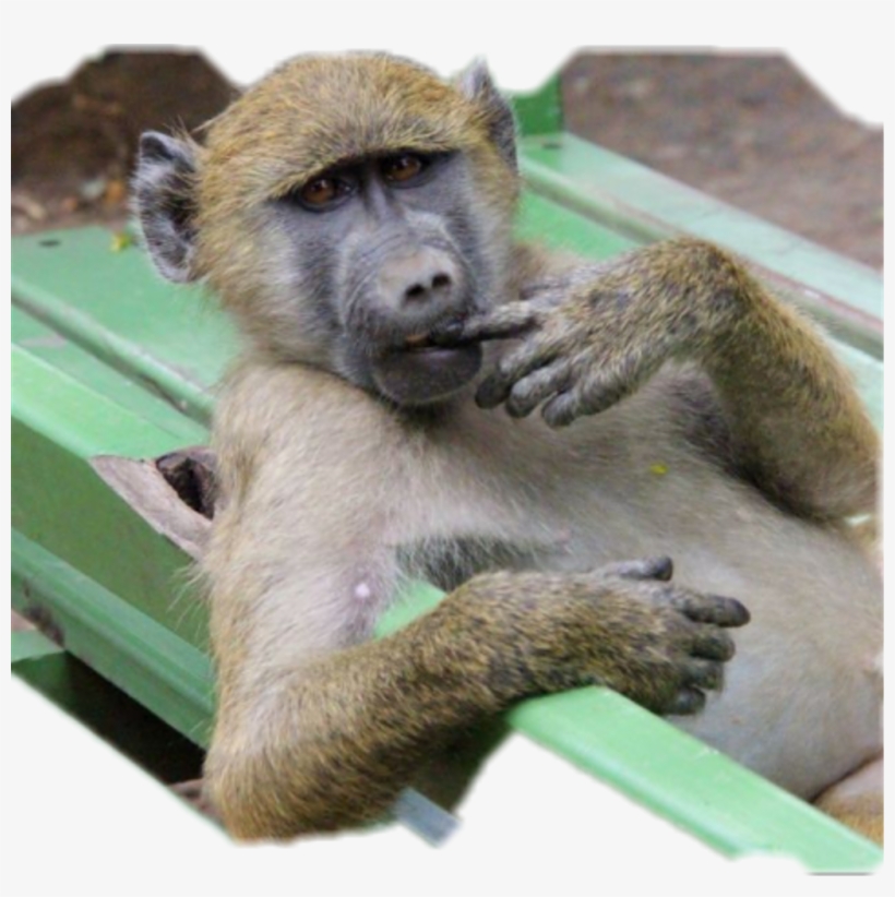 Monkey Sticker - Free Transparent PNG Download - PNGkey