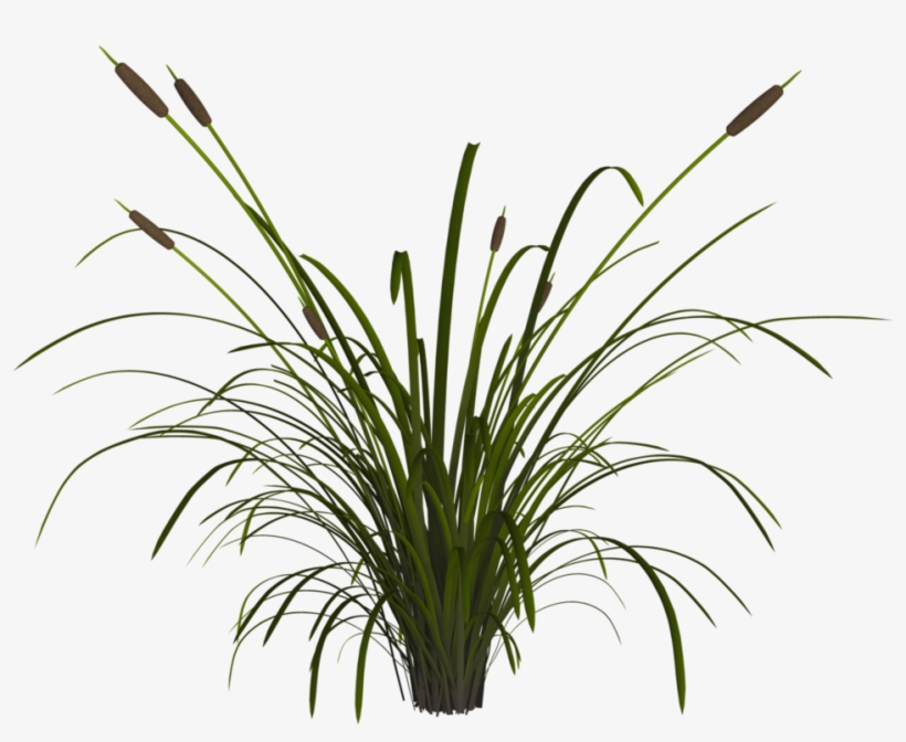 Reed Png - Free Transparent PNG Download - PNGkey