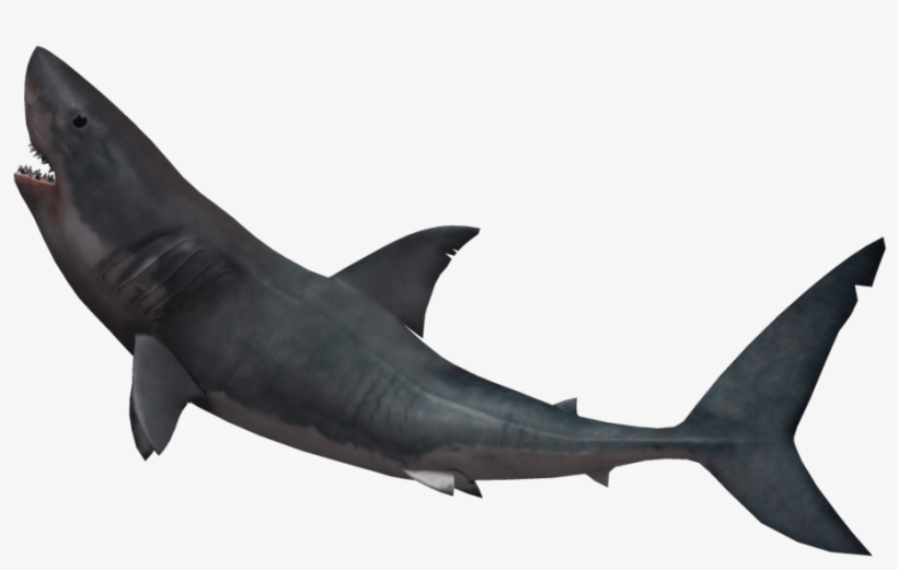 Shark Jumping No Background - Free Transparent PNG Download - PNGkey