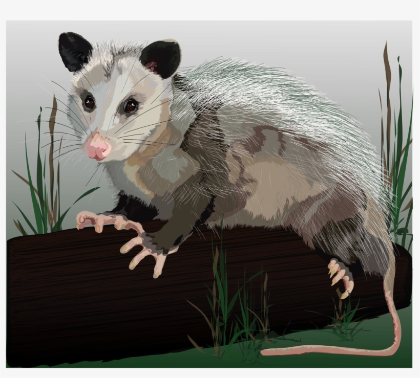 Possum - Common Opossum - Free Transparent PNG Download - PNGkey