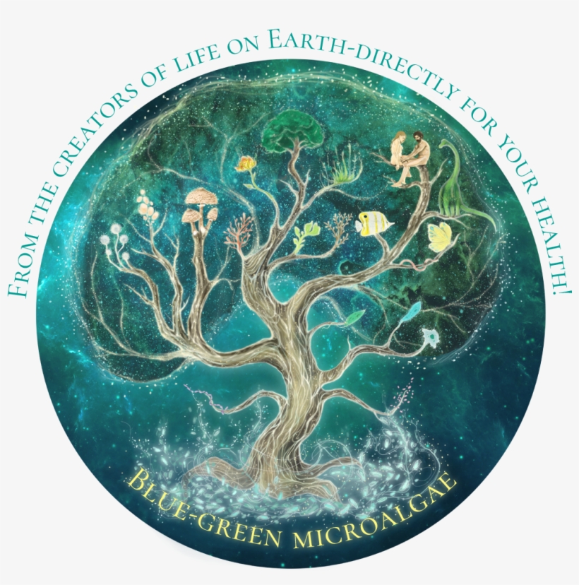 Tree Of Life - Tree - Free Transparent PNG Download - PNGkey