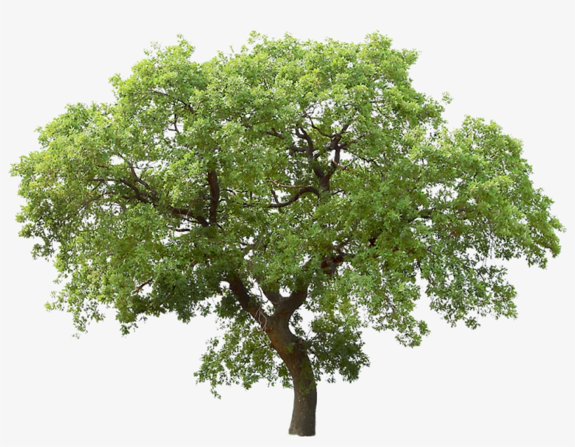 Transparent Background Tree Png - Free Transparent PNG Download - PNGkey