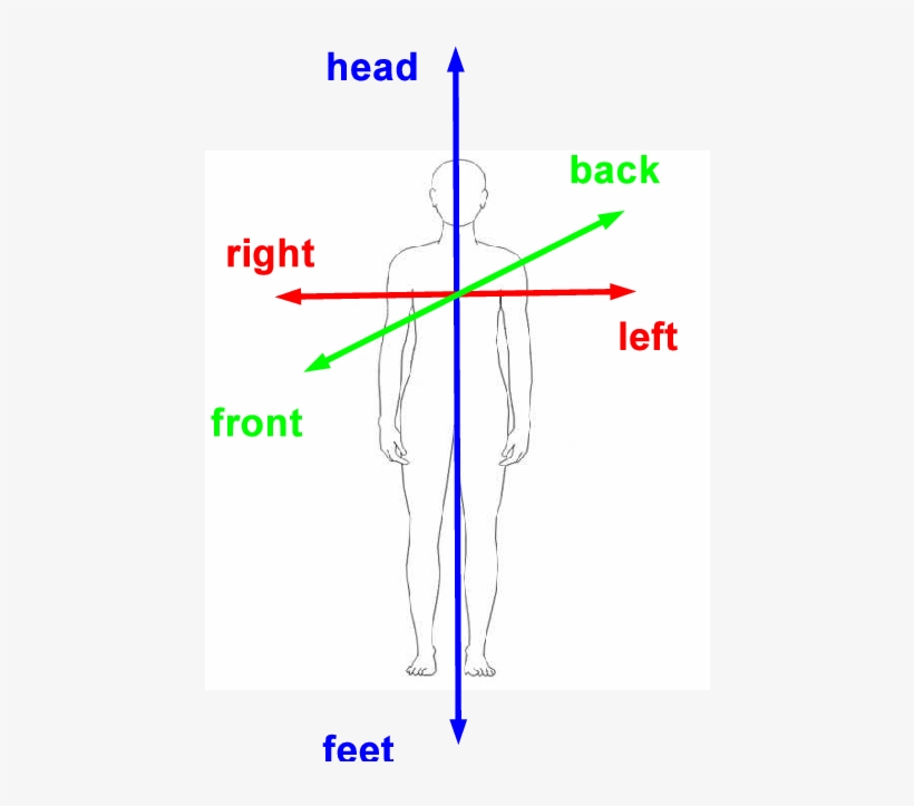 The Human Body Axes, Illustrating The Head Feet, Front - Diagram - Free ...