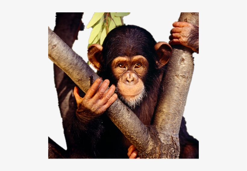 Monkeys High Definition Television Wallpaper Highdefinition - Free ...