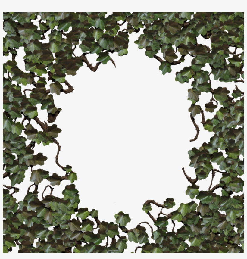 Vine - Free Transparent PNG Download - PNGkey