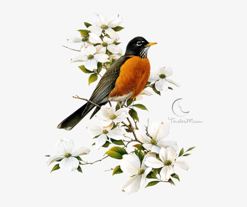 American Robin Png Pic - Birds And Butterflies Gif - Free Transparent ...