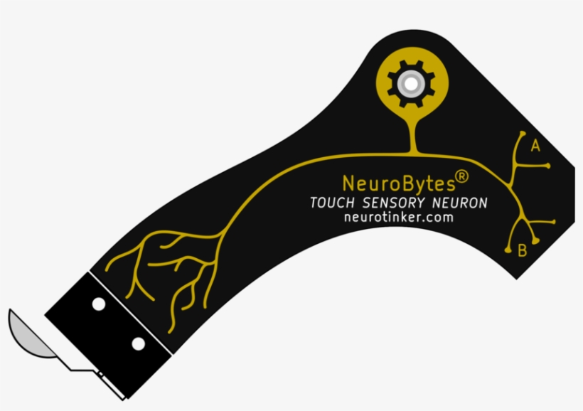 Neurobytes Touch Sensory Neuron - Illustration - Free Transparent PNG ...