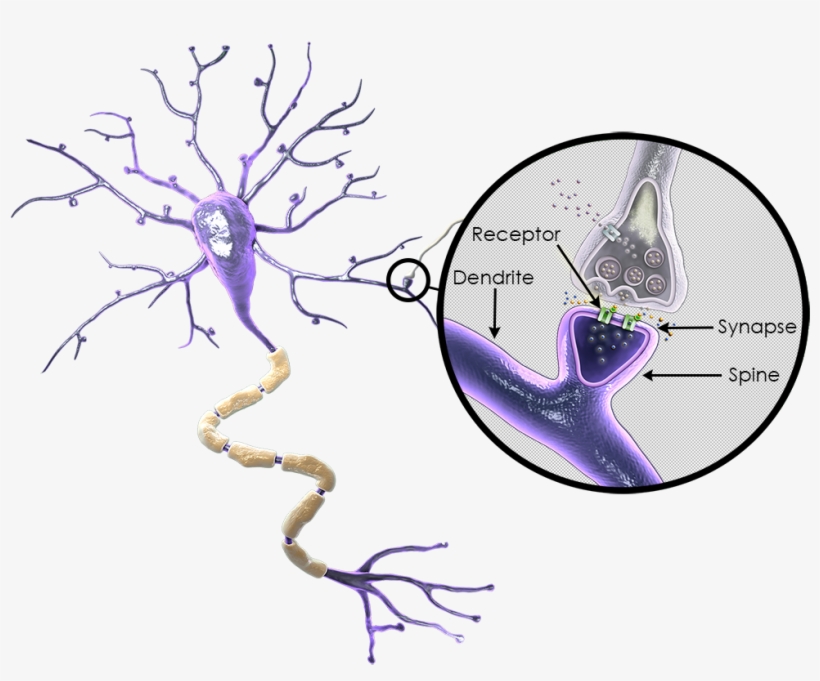A) - - Neuron Upstream And Downstream - Free Transparent PNG Download - PNGkey