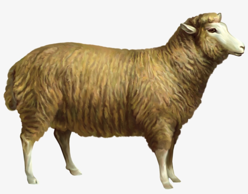 Farm Animal Gifs Png - Free Transparent PNG Download - PNGkey
