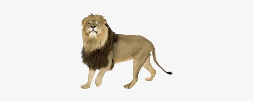Angry Lion Png Images - Lion - Free Transparent PNG Download - PNGkey