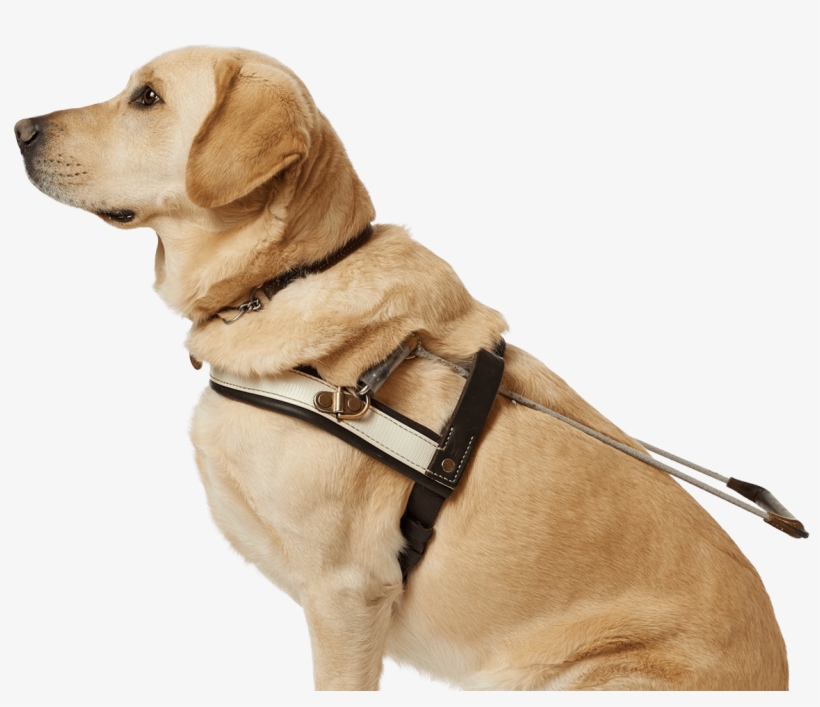 Guide Dog Png - Free Transparent PNG Download - PNGkey