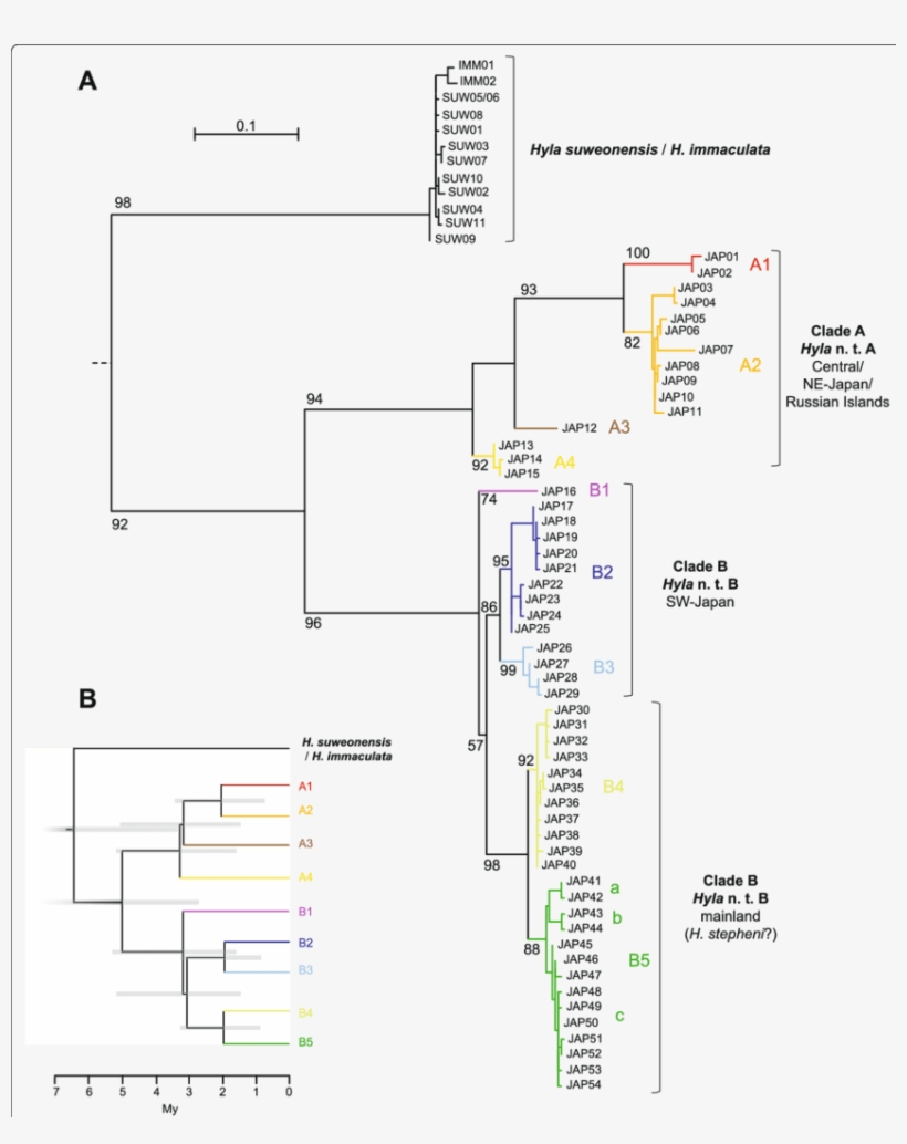 A Maximum Likelihood Mitochondrial Phylogeny Of Eastern - Diagram ...