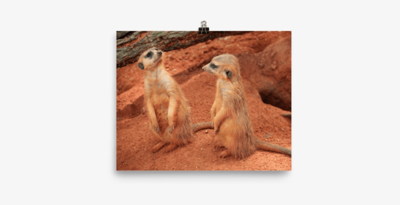 Meerkat Poster - Meerkat - Free Transparent PNG Download - PNGkey