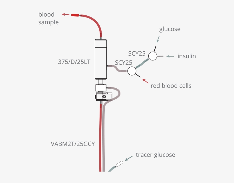 Mouse Hyperinsulinemic - Euglycemic Clamp - Diagram - Free Transparent ...